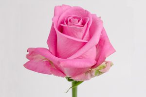 Soulmate - Store Flowers