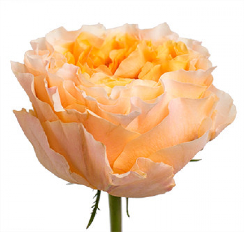 Caraluna - Store Flowers